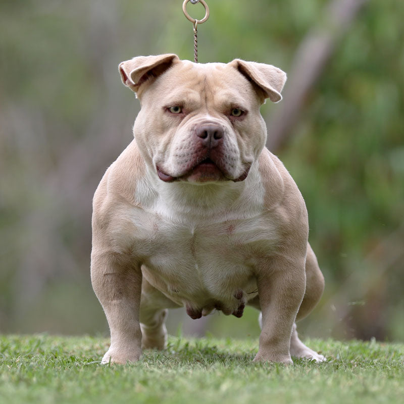 Rapunzel – G-NETIX AMERICAN BULLIES AUSTRALIA