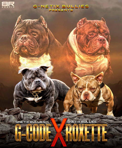 Pocket American Bullies for sale in Australia – G-NETIX AMERICAN ...