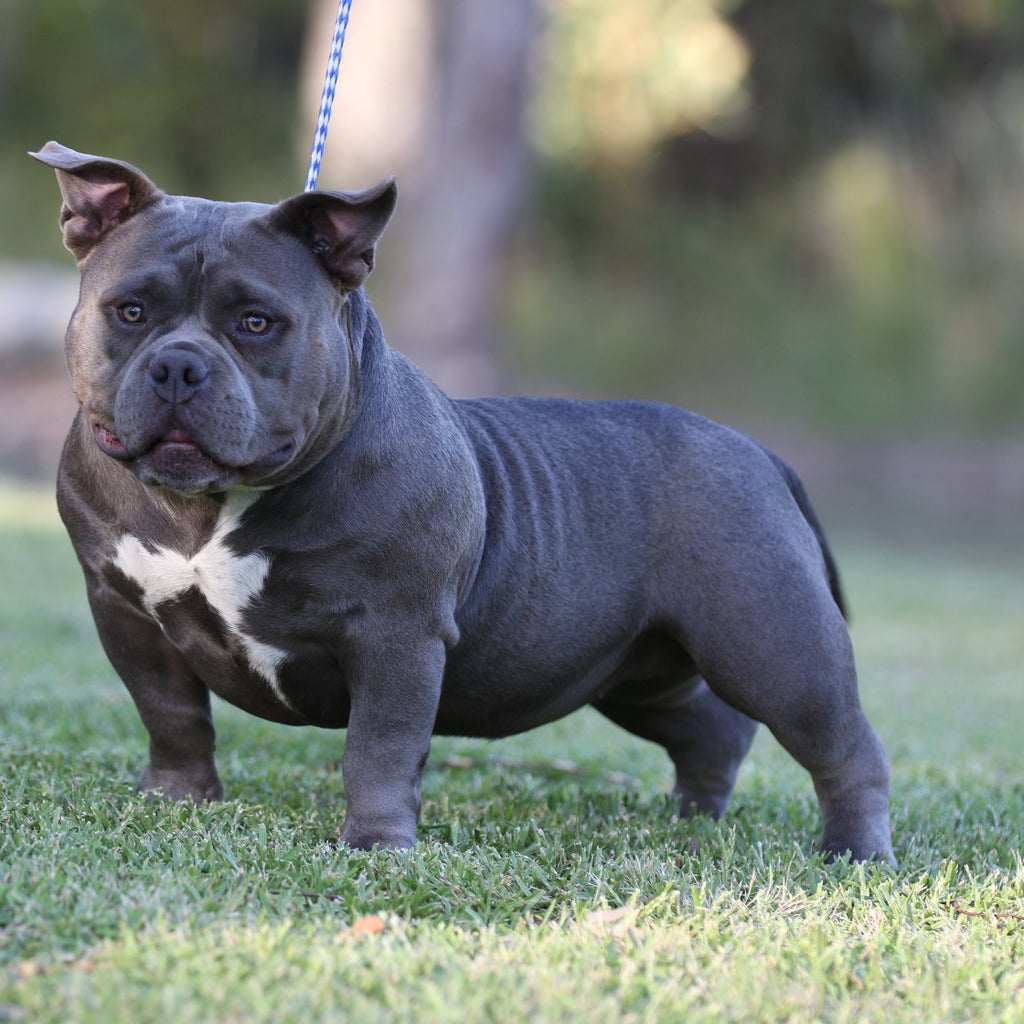 ALIZÉ - Blue Ghost Tri American Pocket Bully Australia – G-NETIX ...