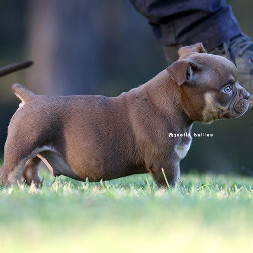 Hercules – G-NETIX BULLIES - Pocket American Bully Breeder Australia