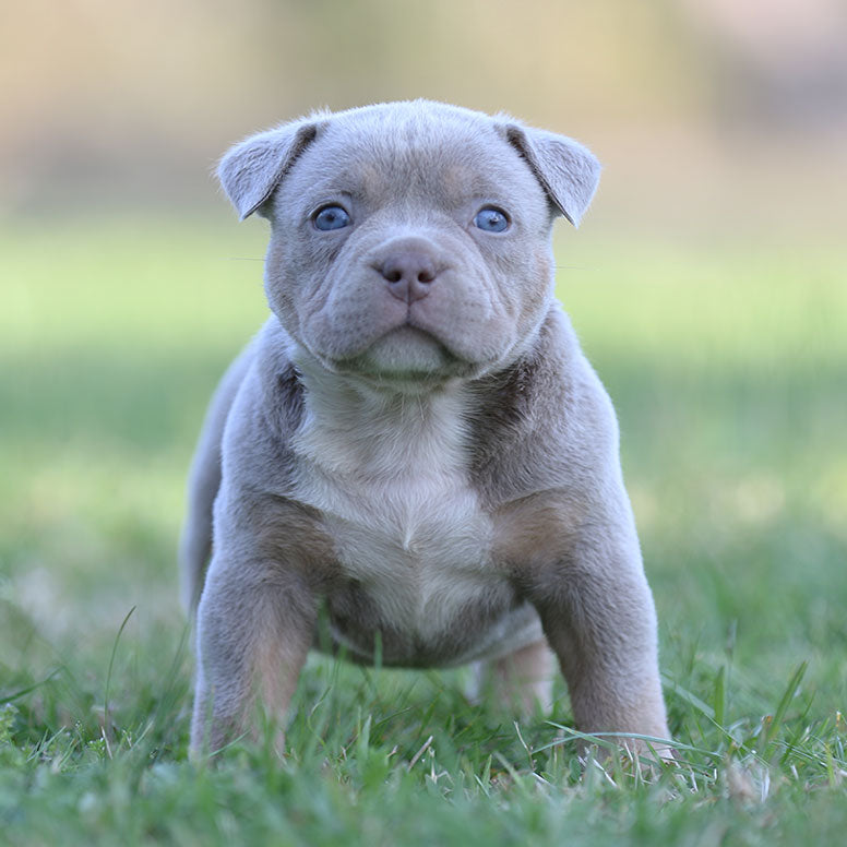 G7 – G-NETIX AMERICAN BULLIES AUSTRALIA