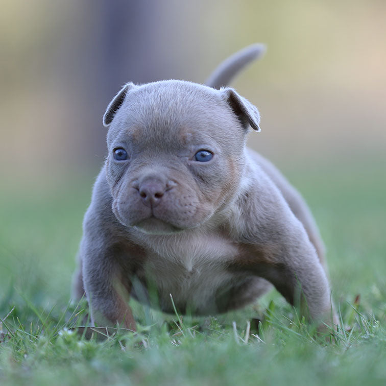 G5 – G-NETIX AMERICAN BULLIES AUSTRALIA