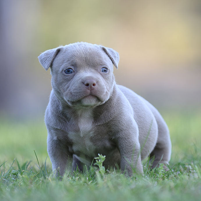 G4 – G-NETIX AMERICAN BULLIES AUSTRALIA