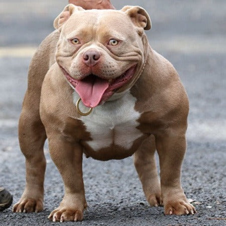 American Pocket Bully And Micro Exotic Bully Breeder Australia. – G ...