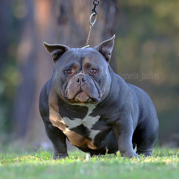 Products – G-NETIX AMERICAN BULLIES AUSTRALIA