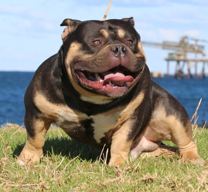 Hercules – G-NETIX BULLIES - Pocket American Bully Breeder Australia