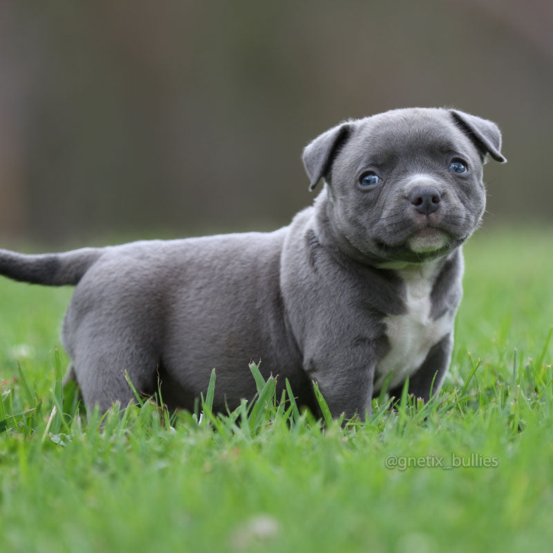 K3 x Alize - Extreme pocket bully breeder in Australia – G-NETIX ...