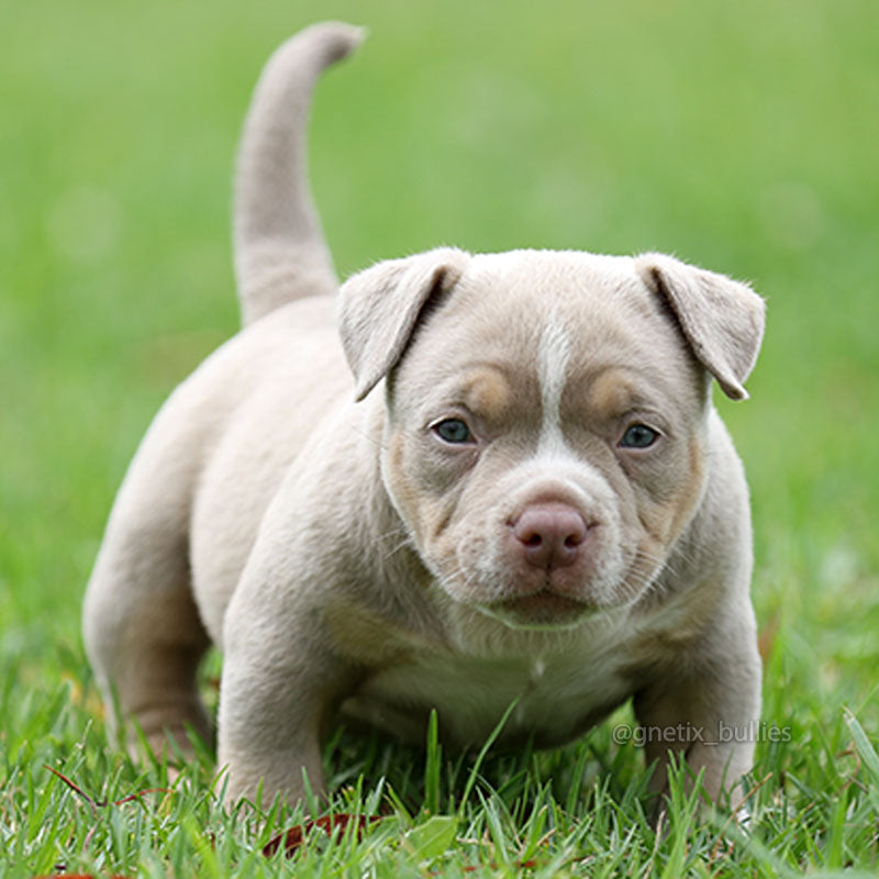 K3 x Alize - Extreme pocket bully breeder in Australia – G-NETIX ...
