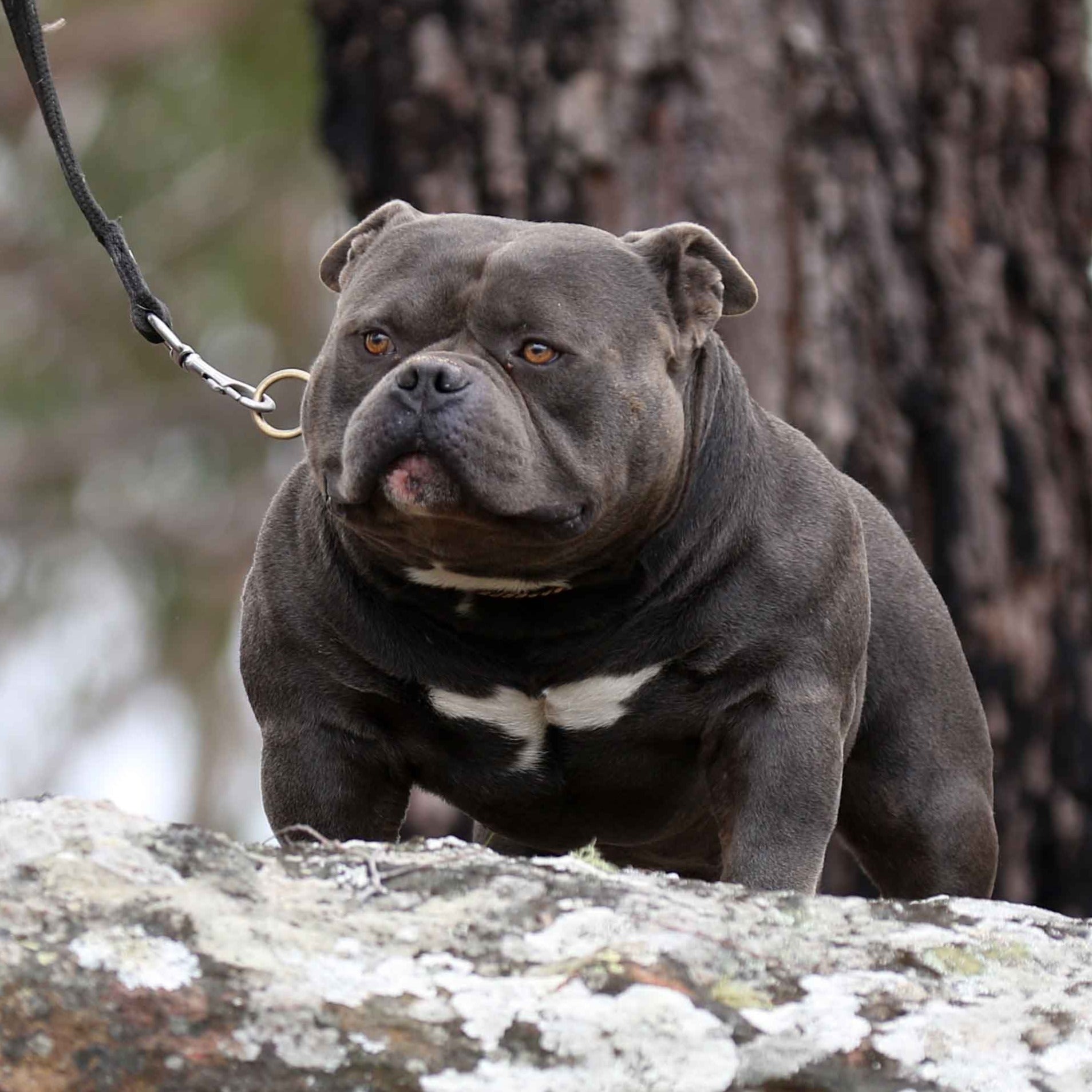 The American Bully - THE G-CODE – G-NETIX AMERICAN BULLIES AUSTRALIA