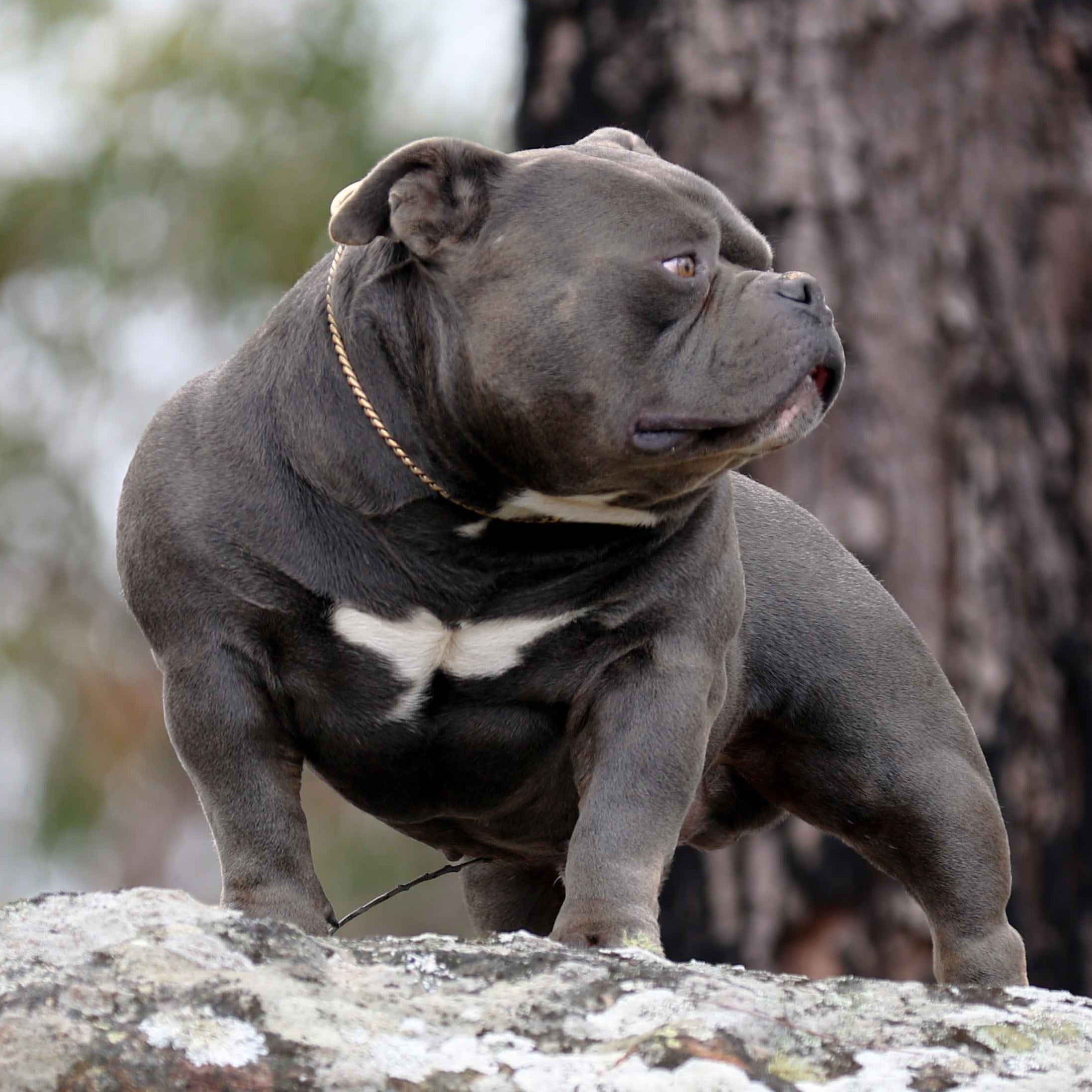 The American Bully - THE G-CODE – G-NETIX AMERICAN BULLIES AUSTRALIA