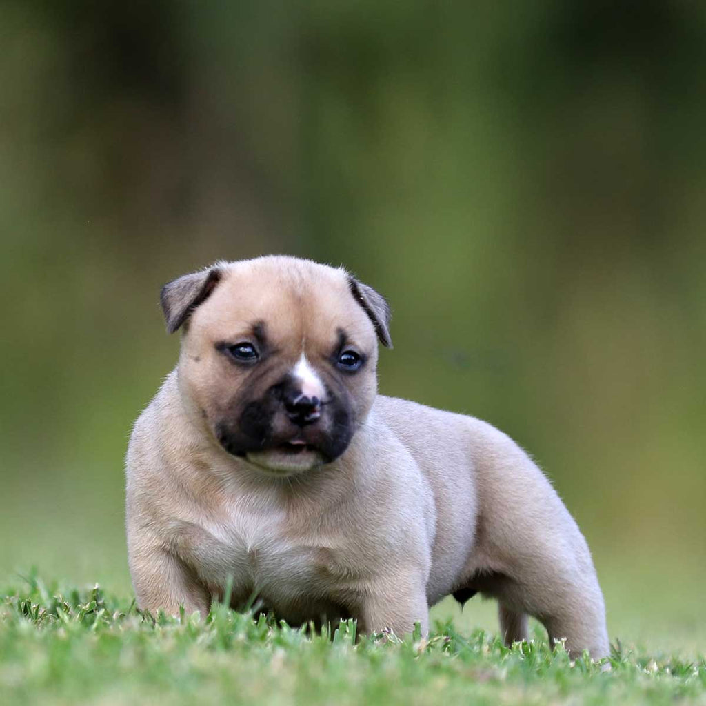 Buffy – G-NETIX AMERICAN BULLIES AUSTRALIA