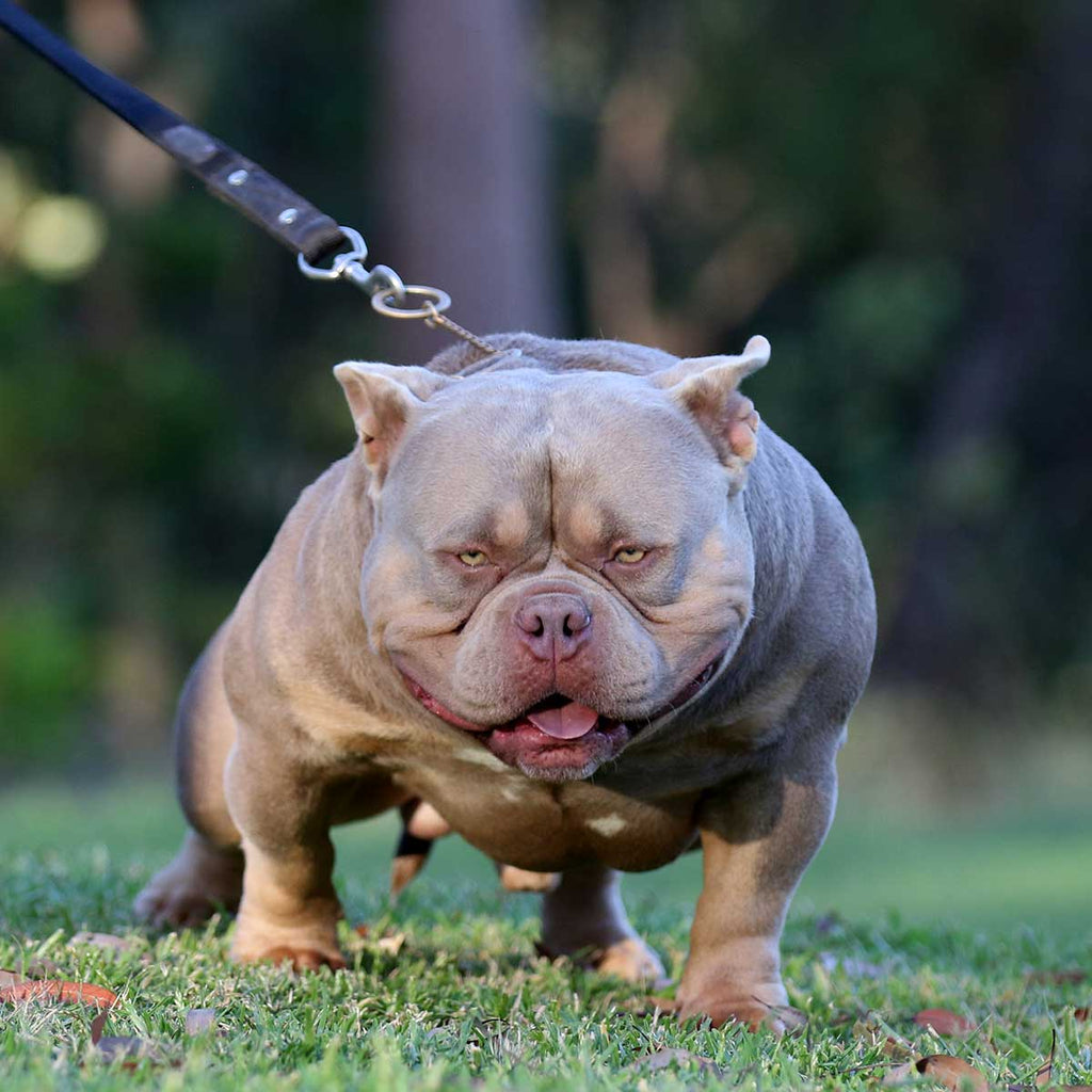 Australias's Top Lilac Tri American Bully - KLOUD! – G-NETIX AMERICAN ...