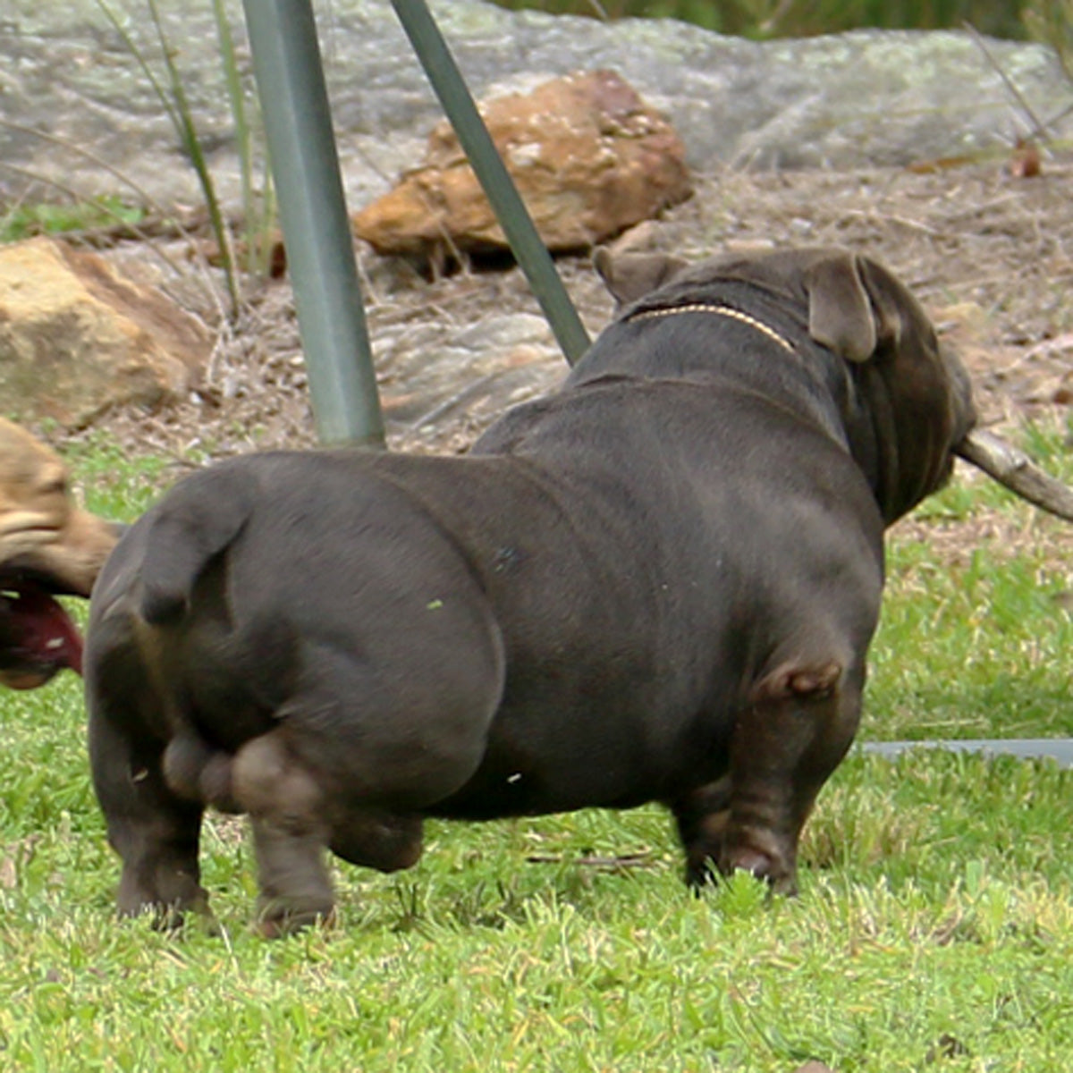 The American Bully - THE G-CODE – G-NETIX AMERICAN BULLIES AUSTRALIA