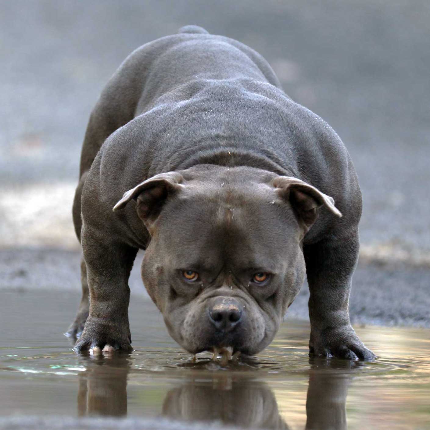 The American Bully - THE G-CODE – G-NETIX AMERICAN BULLIES AUSTRALIA