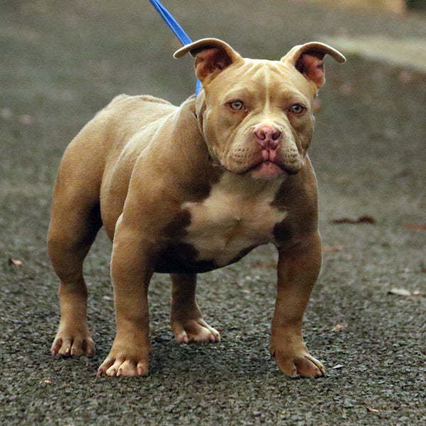 Red Standard American Bully