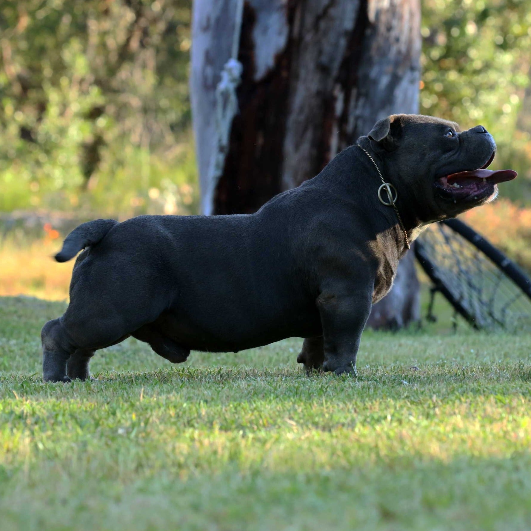 The American Bully - THE G-CODE – G-NETIX AMERICAN BULLIES AUSTRALIA