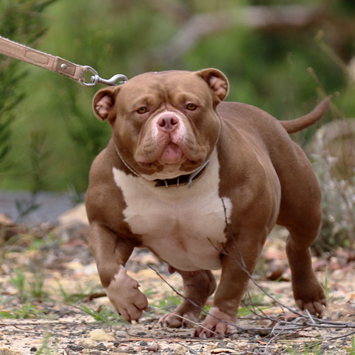 Australia's Top Quality American Bullies – G-NETIX BULLIES - Pocket ...