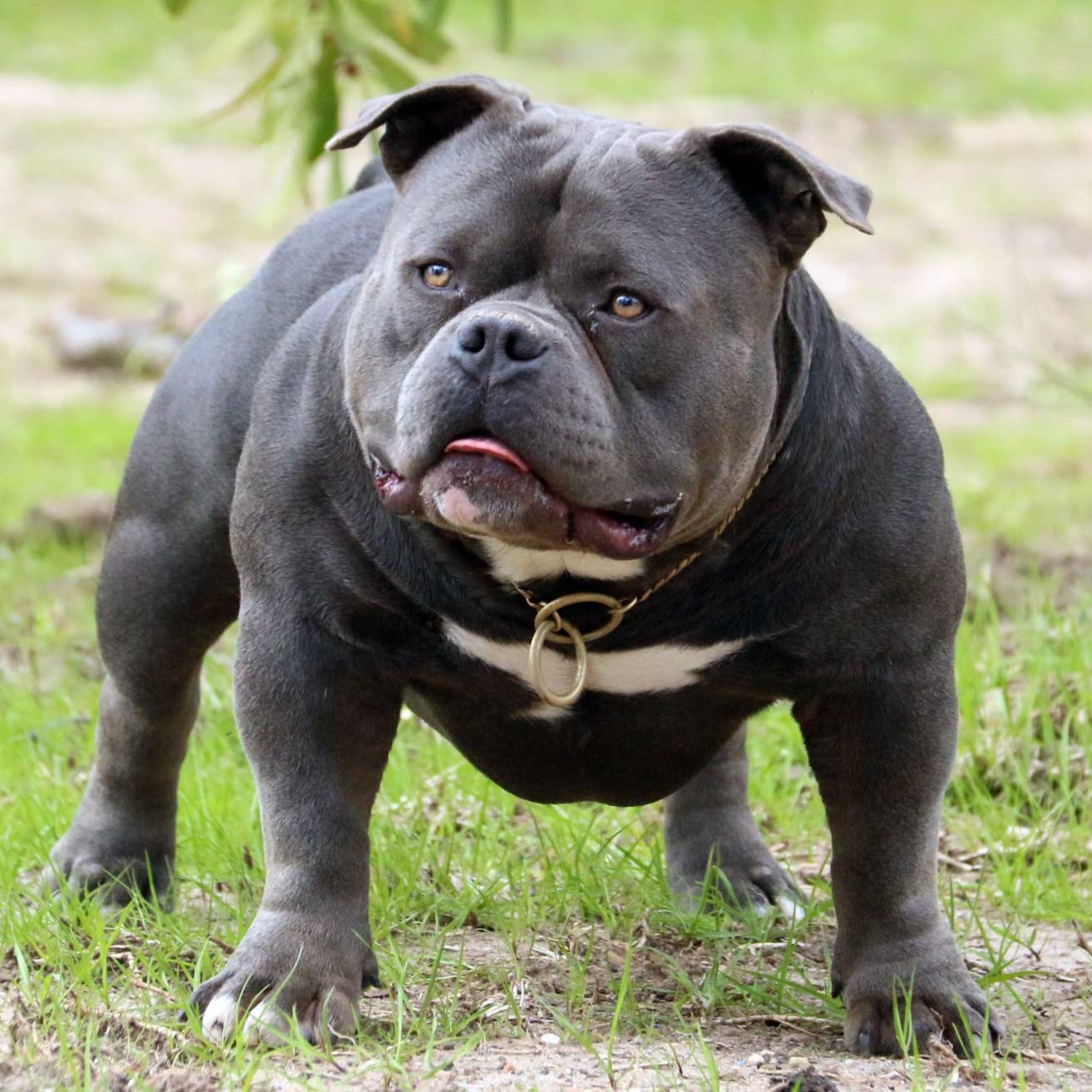 The American Bully - THE G-CODE – G-NETIX AMERICAN BULLIES AUSTRALIA