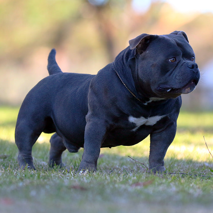 The American Bully - THE G-CODE – G-NETIX AMERICAN BULLIES AUSTRALIA
