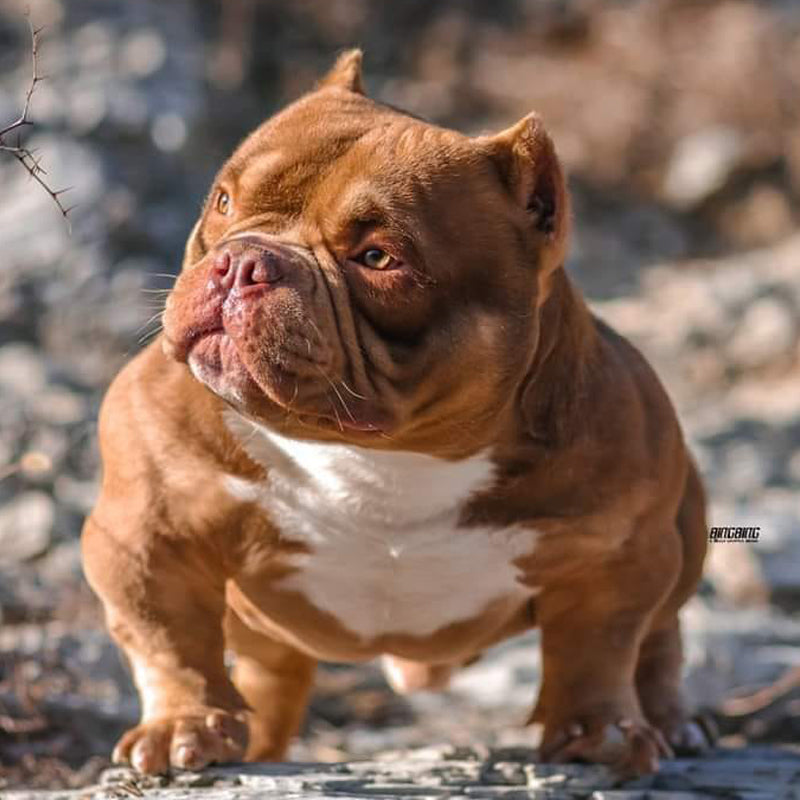 AKA - Gottyline Kings Belgiun - Gnetix Bullies – G-NETIX BULLIES ...