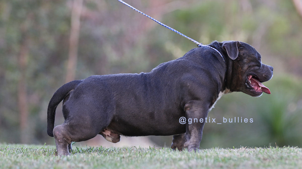 The American Bully - THE G-CODE – G-NETIX AMERICAN BULLIES AUSTRALIA