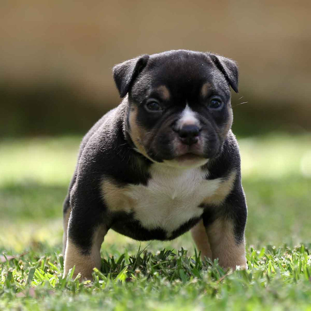 Wednesday – G-NETIX AMERICAN BULLIES AUSTRALIA