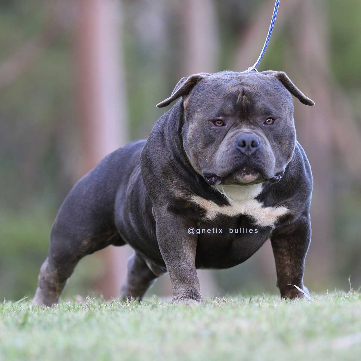 The American Bully - THE G-CODE – G-NETIX AMERICAN BULLIES AUSTRALIA