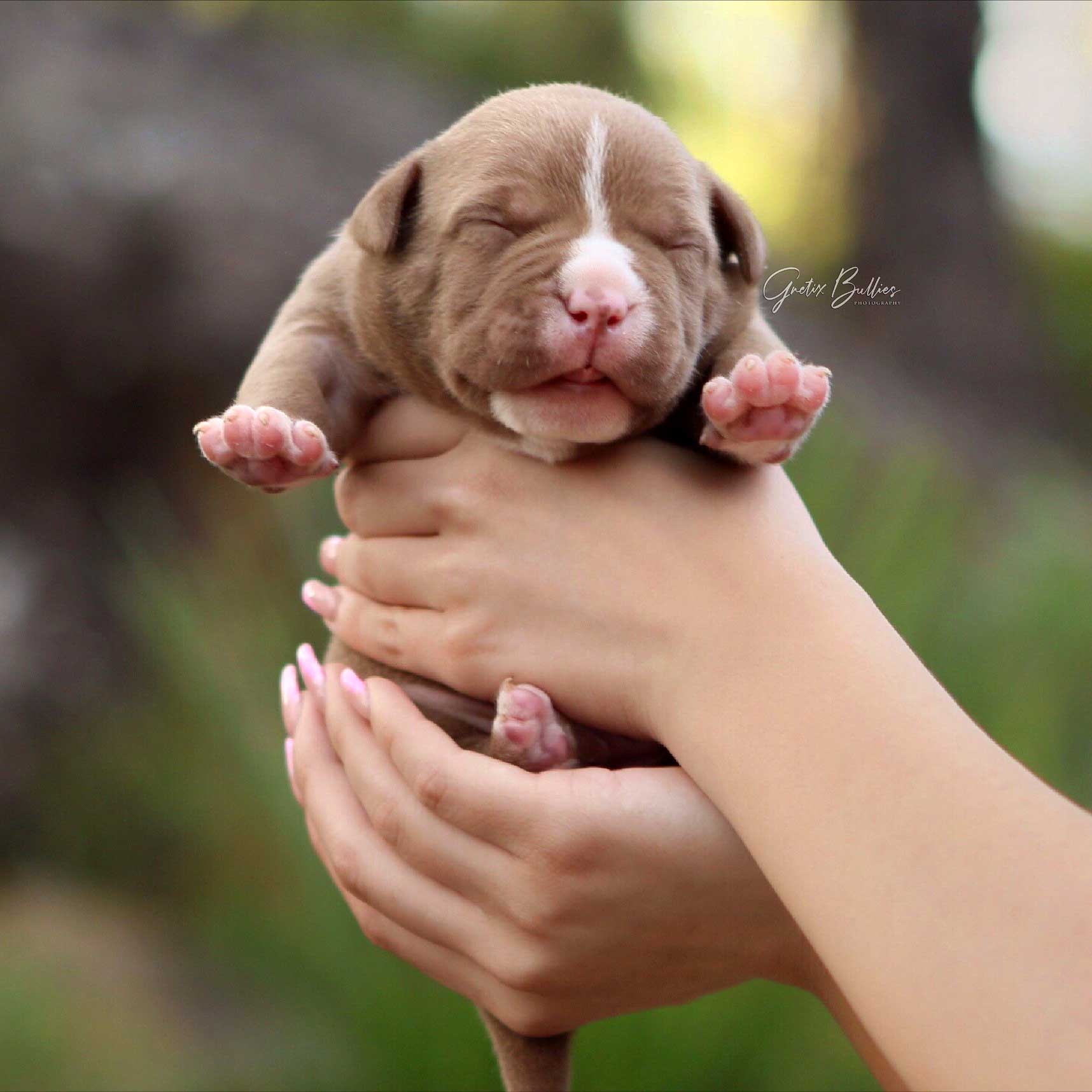 Sonic x Victoria Choco Male – G-NETIX AMERICAN BULLIES AUSTRALIA