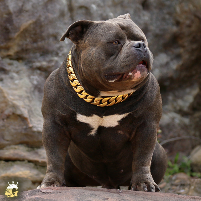 The American Bully - THE G-CODE – G-NETIX AMERICAN BULLIES AUSTRALIA