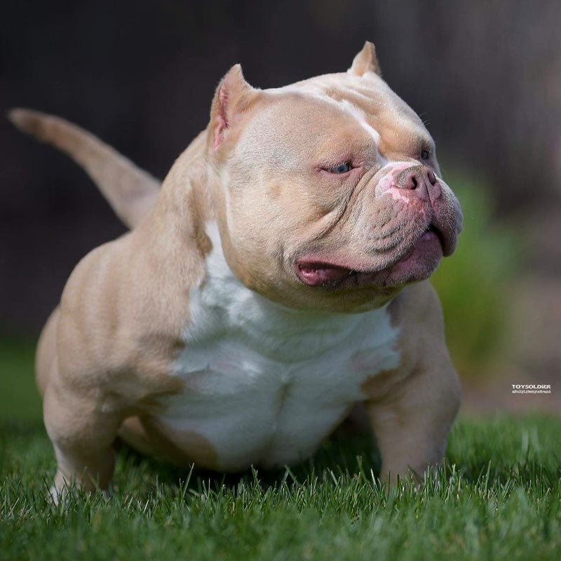 Golden Child – G-NETIX AMERICAN BULLIES AUSTRALIA