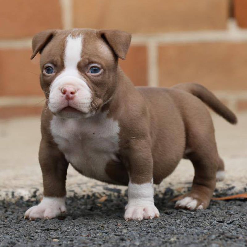 RAW – G-NETIX AMERICAN BULLIES AUSTRALIA