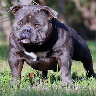 The American Bully - THE G-CODE – G-NETIX AMERICAN BULLIES AUSTRALIA