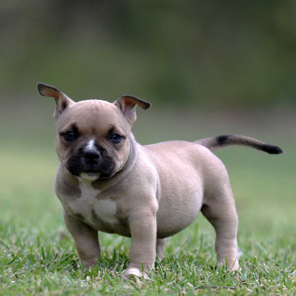 Mouse – G-NETIX AMERICAN BULLIES AUSTRALIA