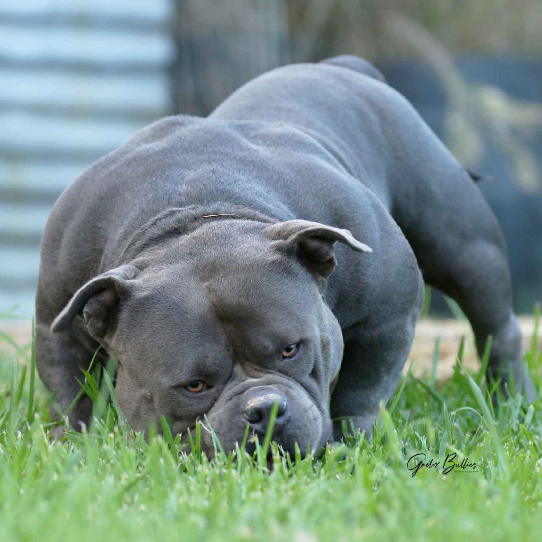 The American Bully - THE G-CODE – G-NETIX AMERICAN BULLIES AUSTRALIA