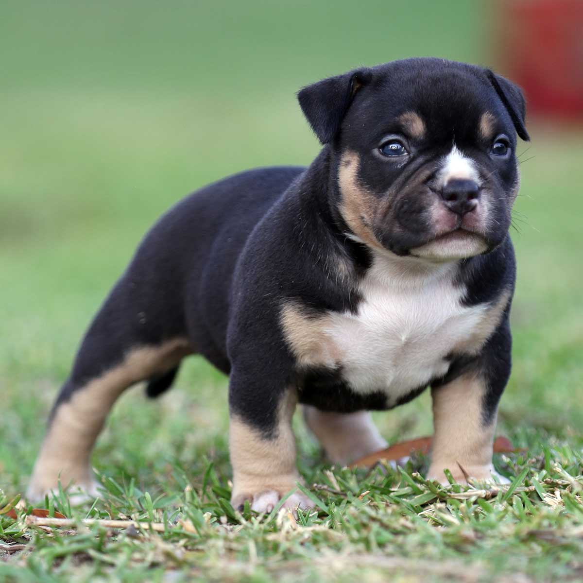 Wednesday – G-NETIX AMERICAN BULLIES AUSTRALIA